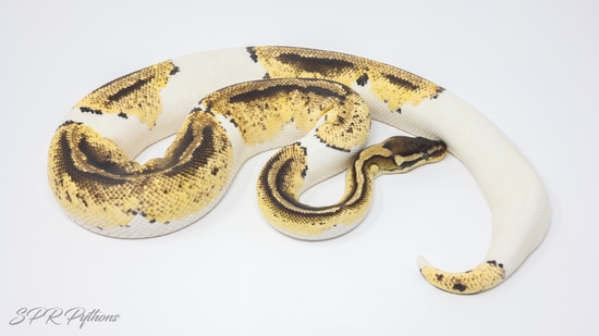 Firefly Yb Pied Ball Python by Solely Pied Royal Pythons