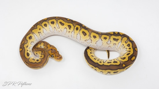 Special Clown Het Pied Ball Python by Solely Pied Royal Pythons