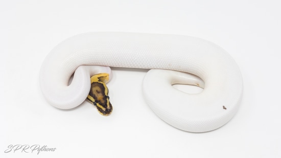 Fire Pied Dh Dg Clown Ball Python by Solely Pied Royal Pythons