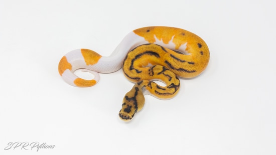 Od Clown Pied Ball Python by Solely Pied Royal Pythons