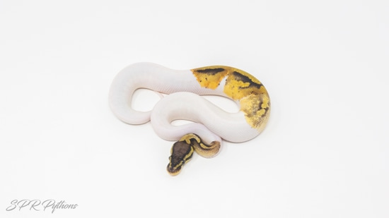Pastel Pied Het Dg Ball Python by Solely Pied Royal Pythons