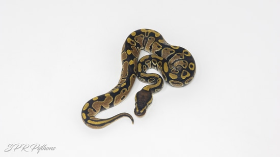 Normal Het Pied Ball Python by Solely Pied Royal Pythons