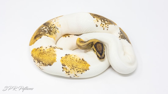 Od Enchi Calico Pied Het Clown Ball Python by Solely Pied Royal Pythons