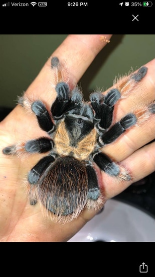 Mexican Red Leg (Painted) Tarantula by Hobbs Exotic Reptiles