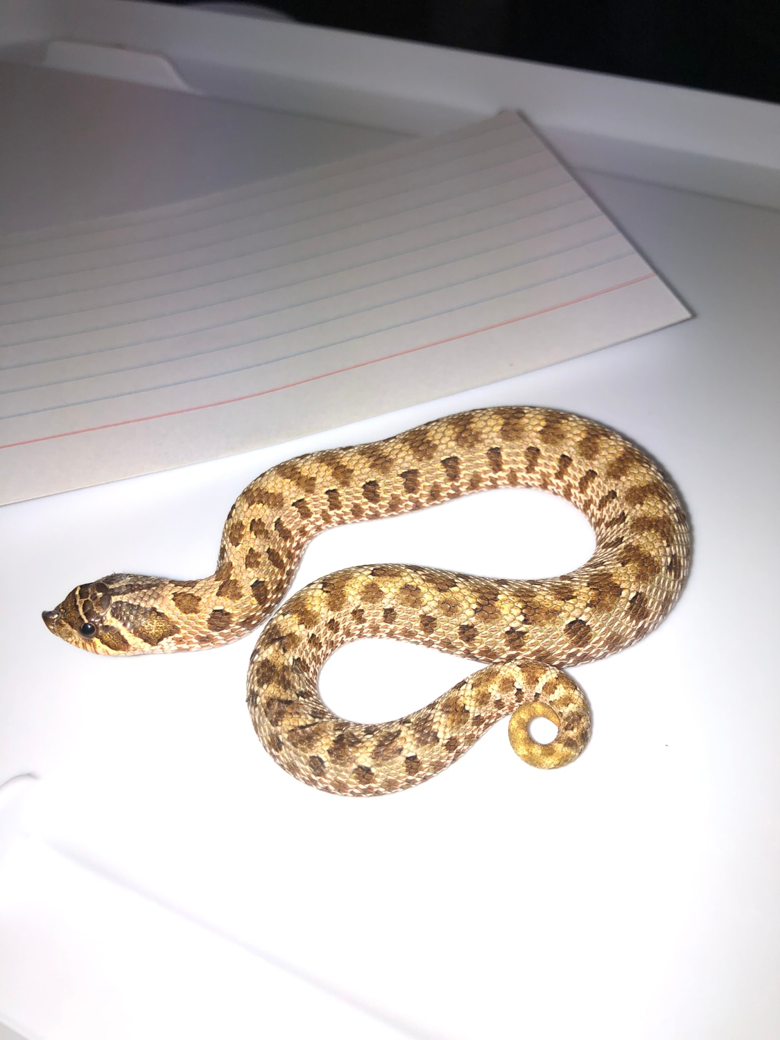 Western Normal Het Snow Western Hognose by Hobbs Exotic Reptiles ...