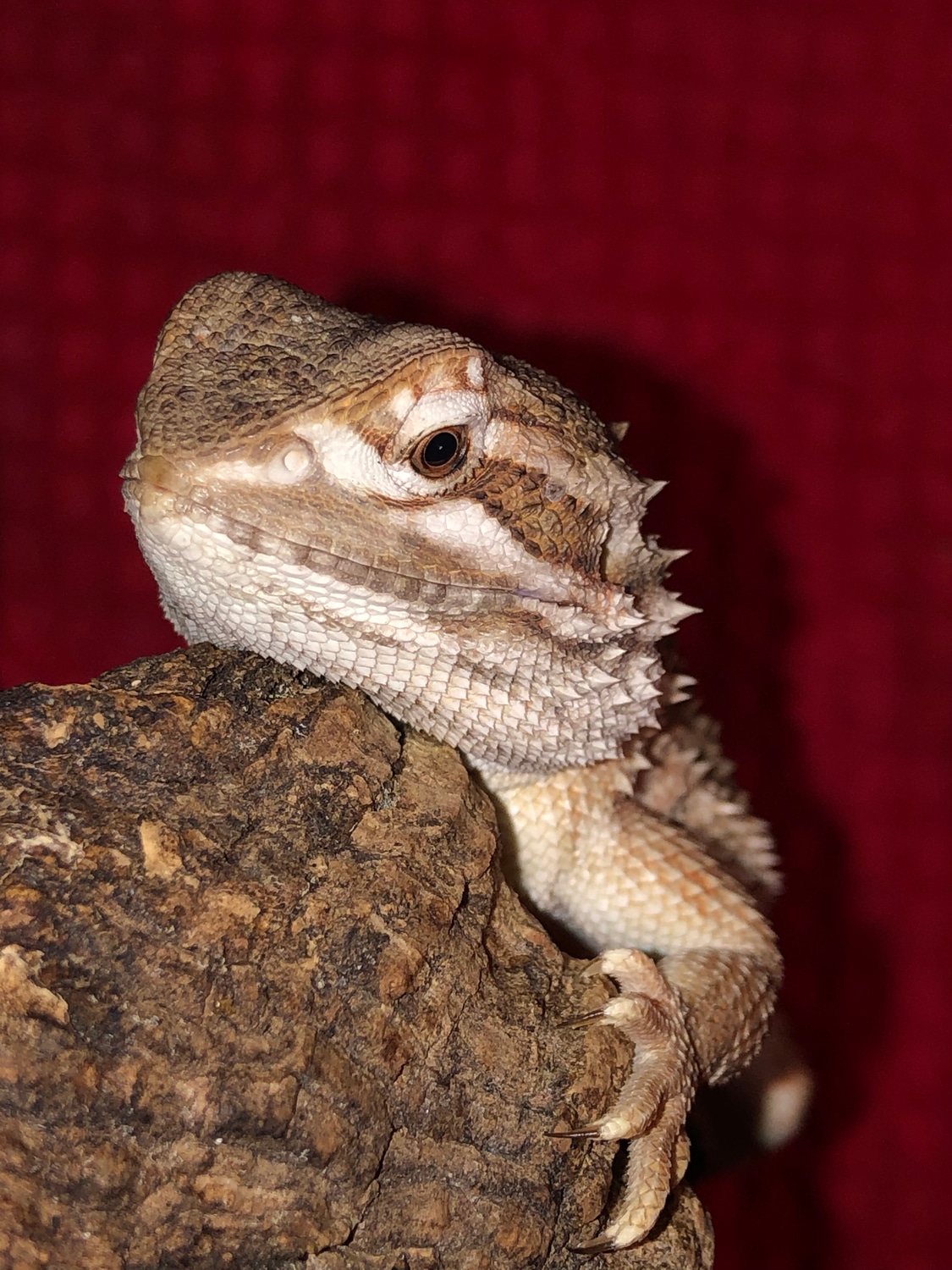 Rankins Dragon More Lizard by Christopher and Courtney Hobbs Exotic ...