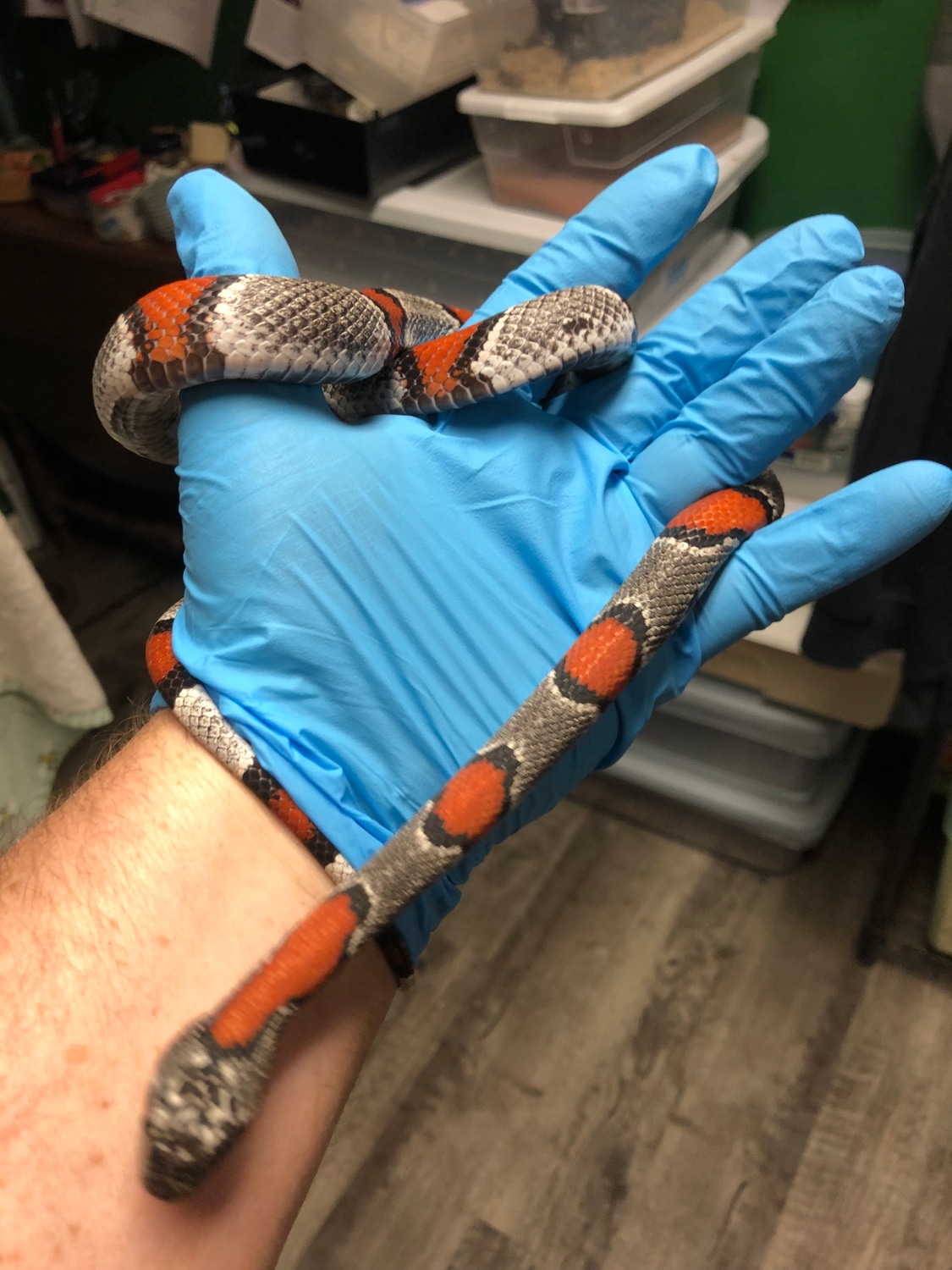 Gray-banded Kingsnake by Hobbs Exotic Reptiles - MorphMarket