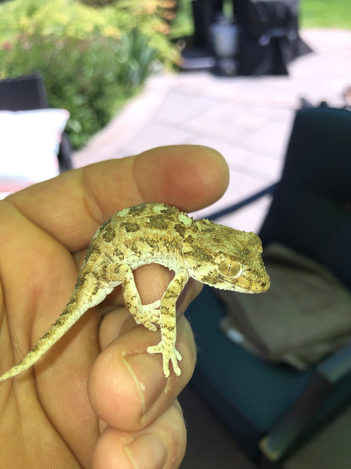 Helmeted Gecko More Gecko by Hobbs Exotic Reptiles - MorphMarket