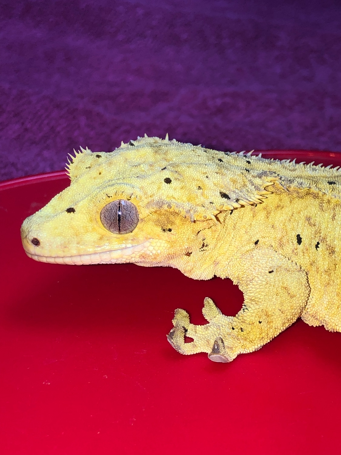 High Yellow Brindle Dalmatian Crested Gecko by Christopher and Courtney ...