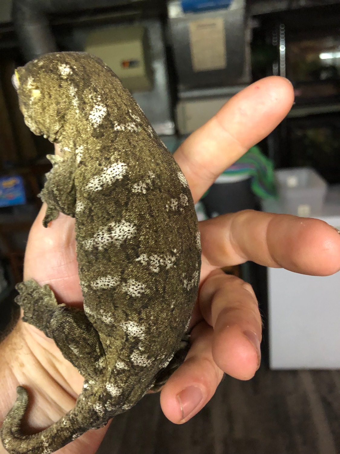 Pine Island. X. Nu Ami Cross Leachianus Gecko by Christopher and ...