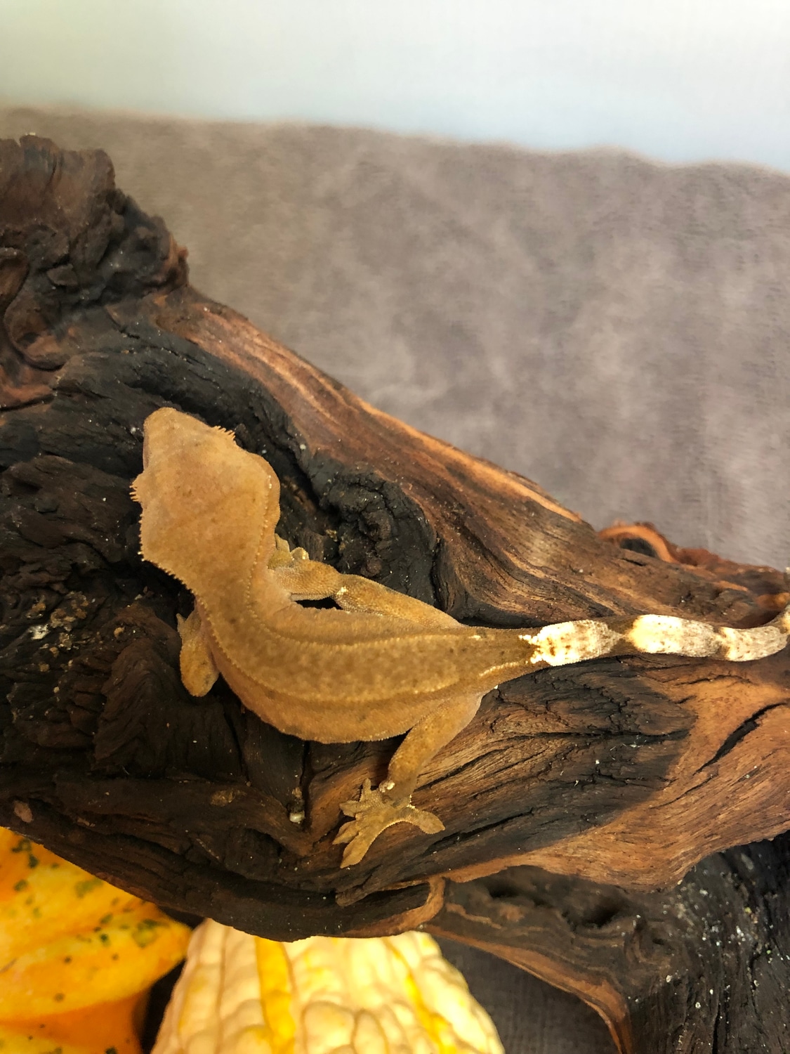 Red Patternless Crested Gecko by Hobbs Exotic Reptiles - MorphMarket