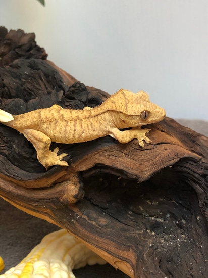 Brindle Crested Gecko by Hobbs Exotic Reptiles