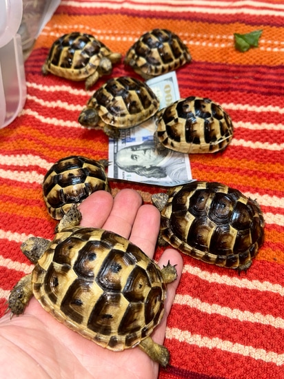 Ibera Greek Tortoises by Hobbs Exotic Reptiles