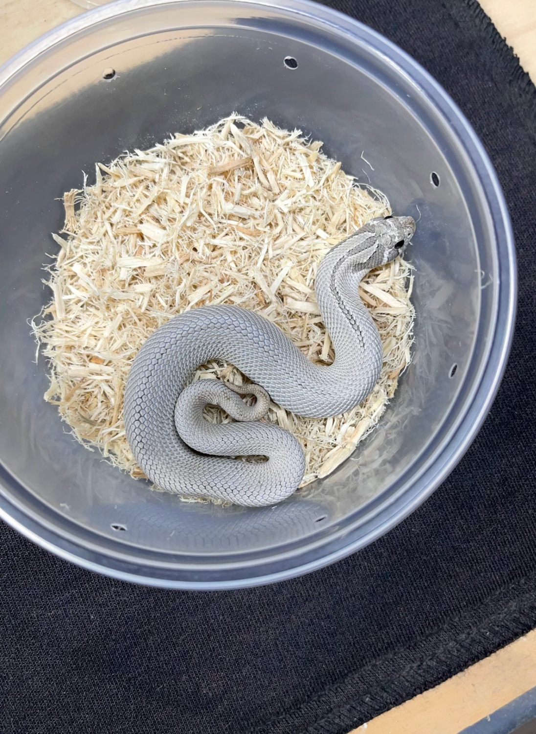Axanthic Super Conda Het Albino Western Hognose by Hobbs Exotic ...