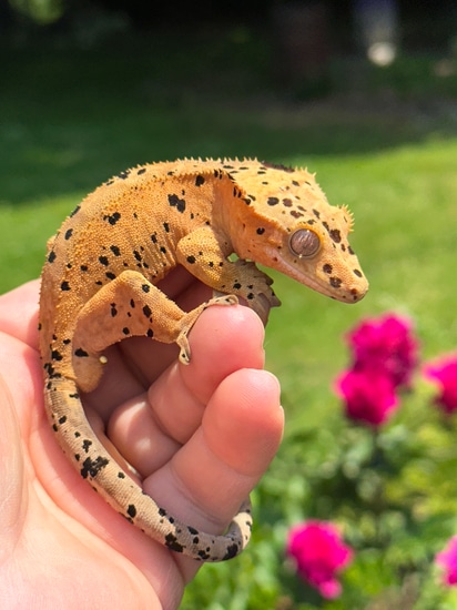 Super Red Dalmatian Crested Gecko by Hobbs Exotic Reptiles