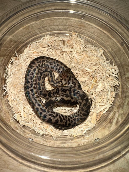 Australian Spotted Python by Hobbs Exotic Reptiles