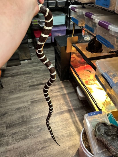 Adult Female California Kingsnake by Hobbs Exotic Reptiles