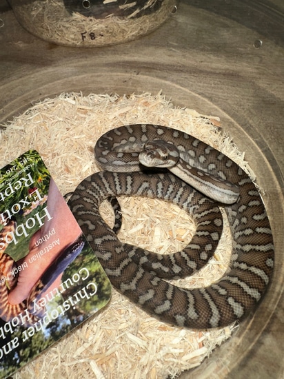 Bredl’s Centralian Carpet Python by Hobbs Exotic Reptiles