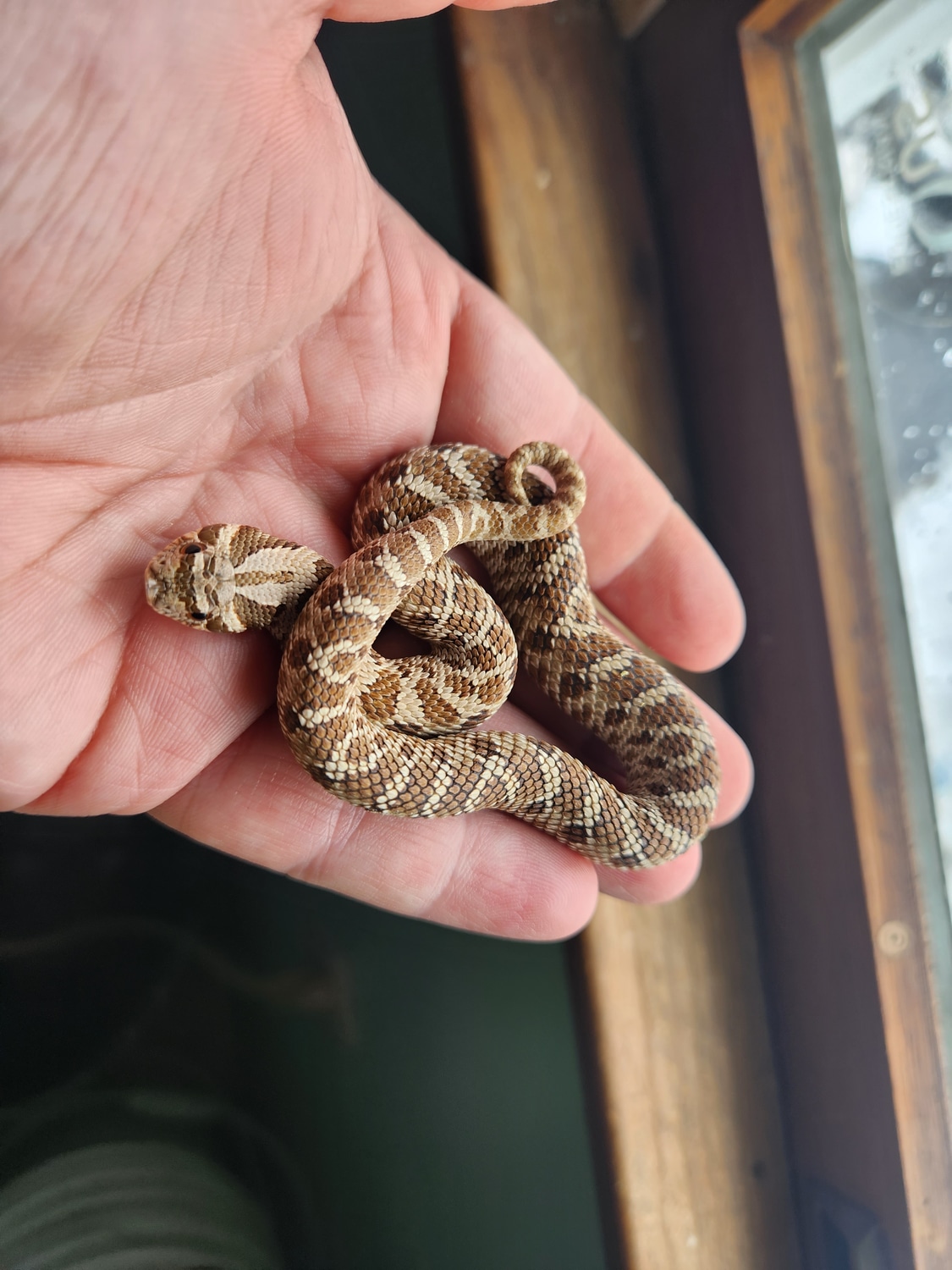 DH Stormcloud (Axanthic And Sable) Western Hognose by B&M Hognose ...