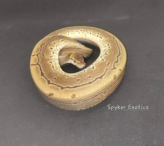 Pinstripe Puzzle Poss Het Cryptic Ball Python by Spyker Exotics LLC.