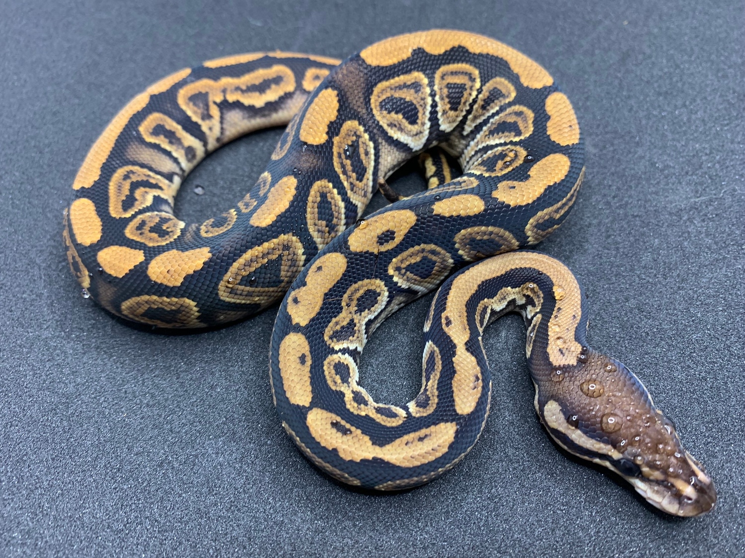 Black Pastel Barnhart Line 100% Het Clown Ball Python by Spyker Exotics ...