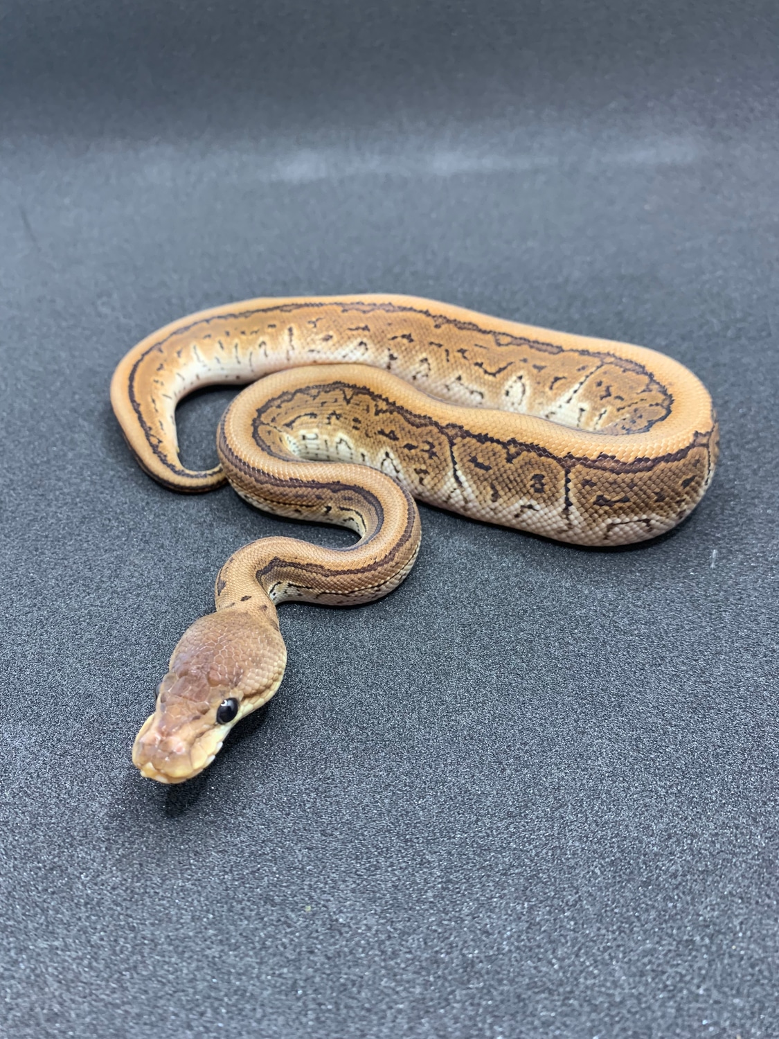 Cinnamon Mojave Pinstripe Prob Cryptic Ball Python by Spyker Exotics ...