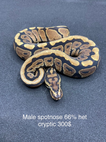 Spotnose 66% Het Cryptic Ball Python by Spyker Exotics LLC.