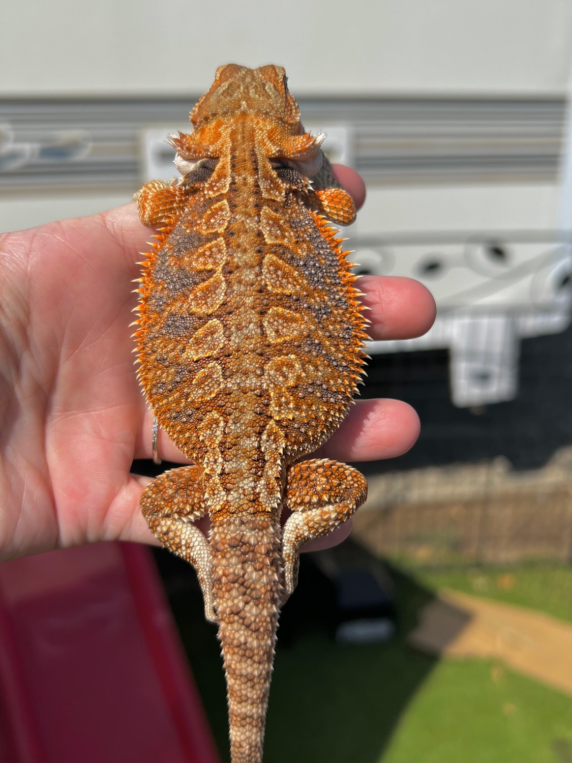 Red/Orange Tiger Central Bearded Dragon by Spyro Dragonz - MorphMarket