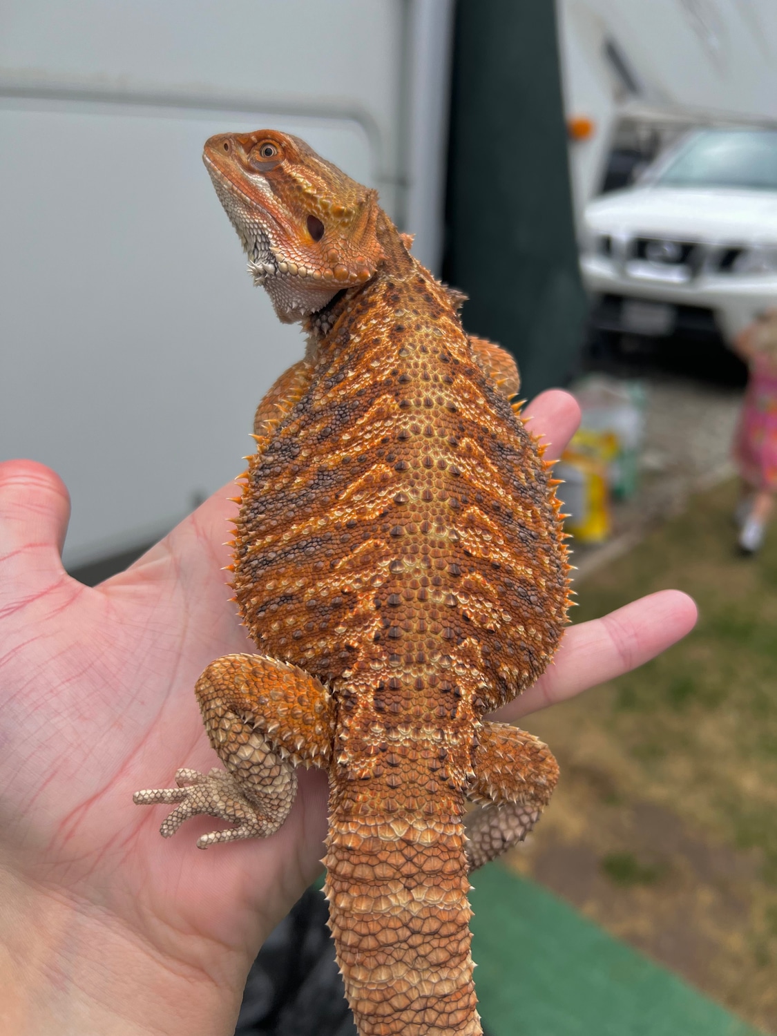 Red Tiger Central Bearded Dragon by Spyro Dragonz - MorphMarket