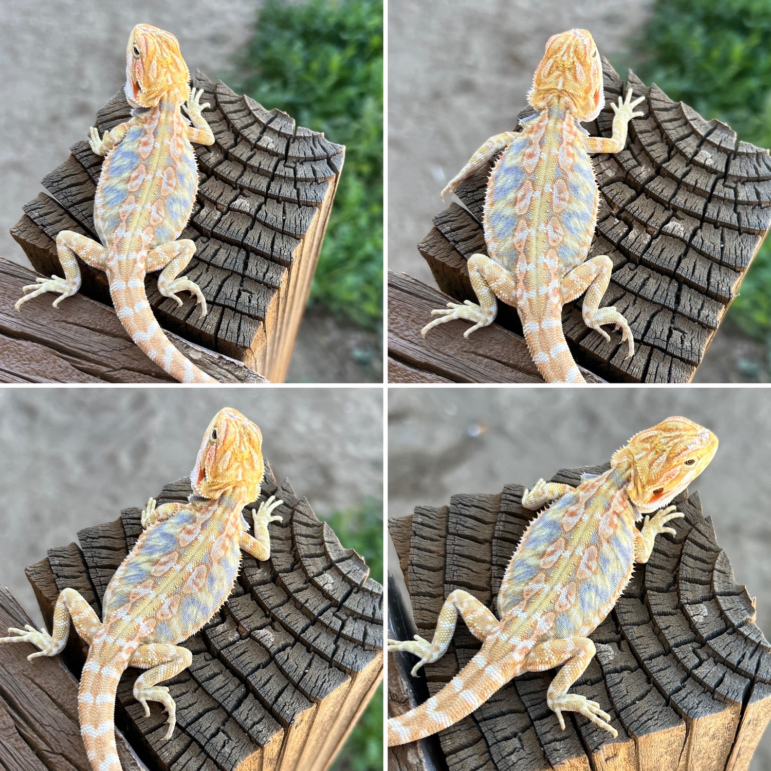 Citrus Tiger Leatherback Central Bearded Dragon by Spyro Dragonz ...