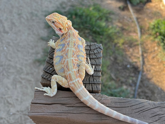 SALE! Citrus Rainbow Tiger Central Bearded Dragon by Spyro Dragonz