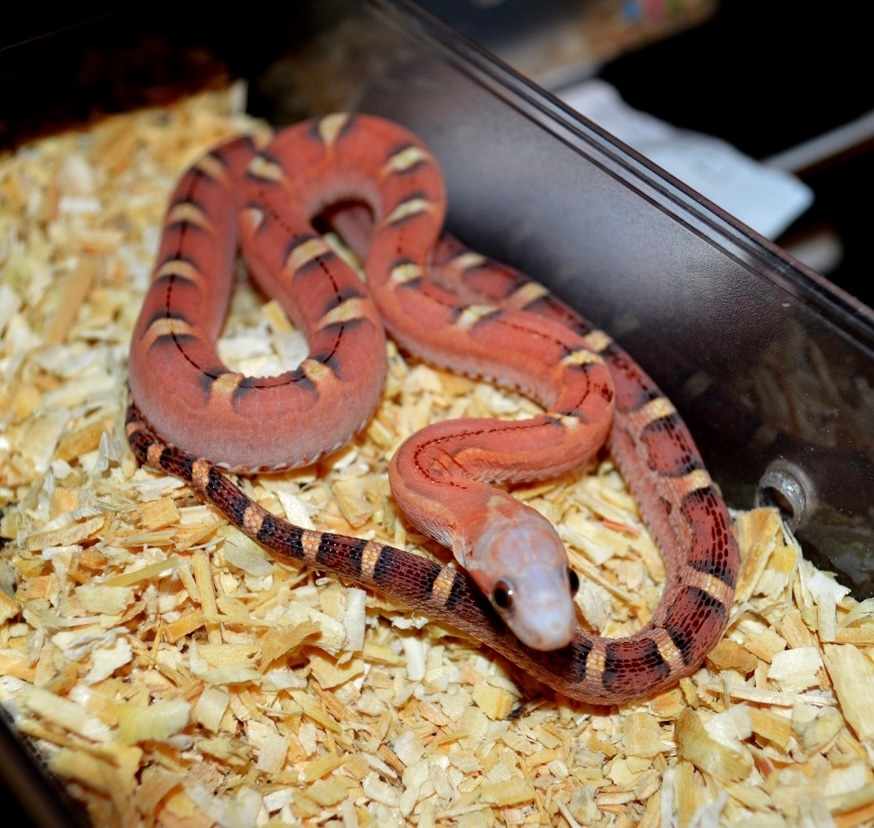 Pied Scaleless Pos Het Hypo Lavender Anery Amel Corn Snake by Susie Q's ...