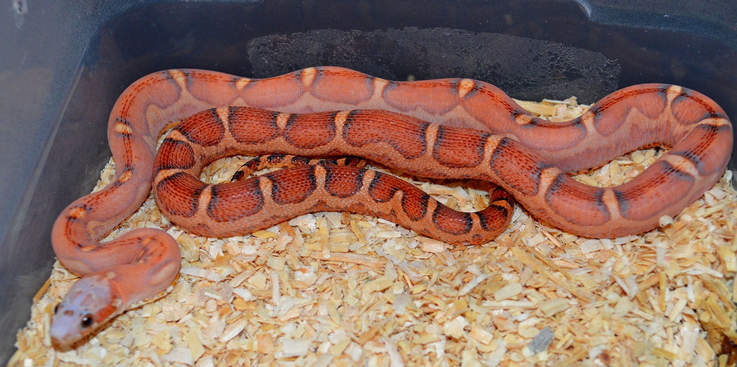 Bloodred Scaleless Corn Snake by Susie Q's Scaleless Corn Snakes ...