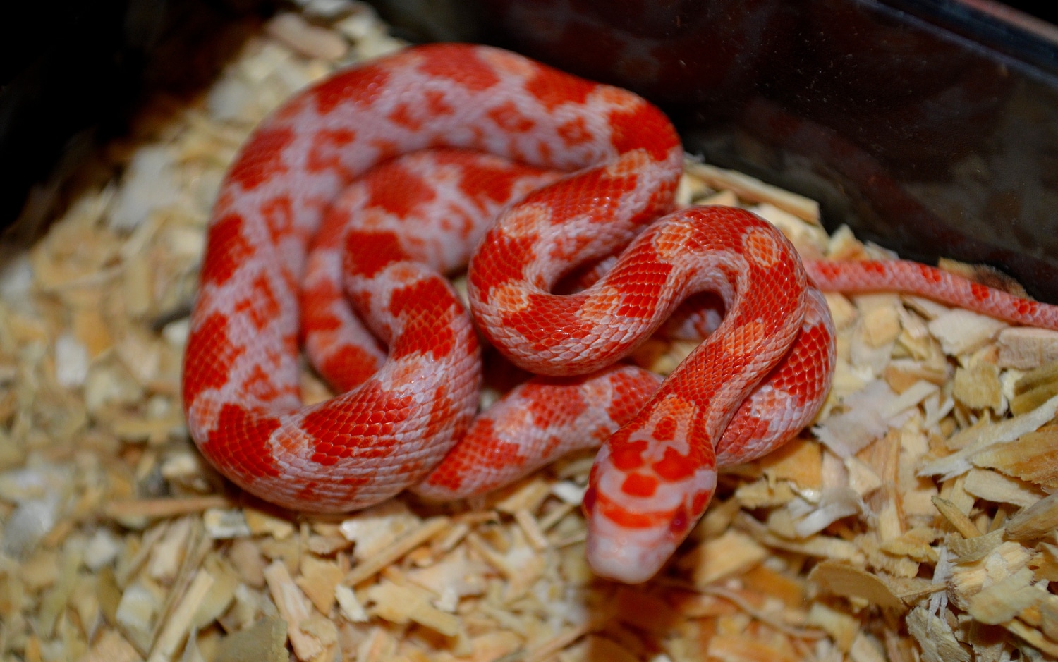 Lava Amel Pos Het Scaleless Hypo Lavender Anery Bloodred Cinder Sunkissed Corn Snake by Susie Q ...