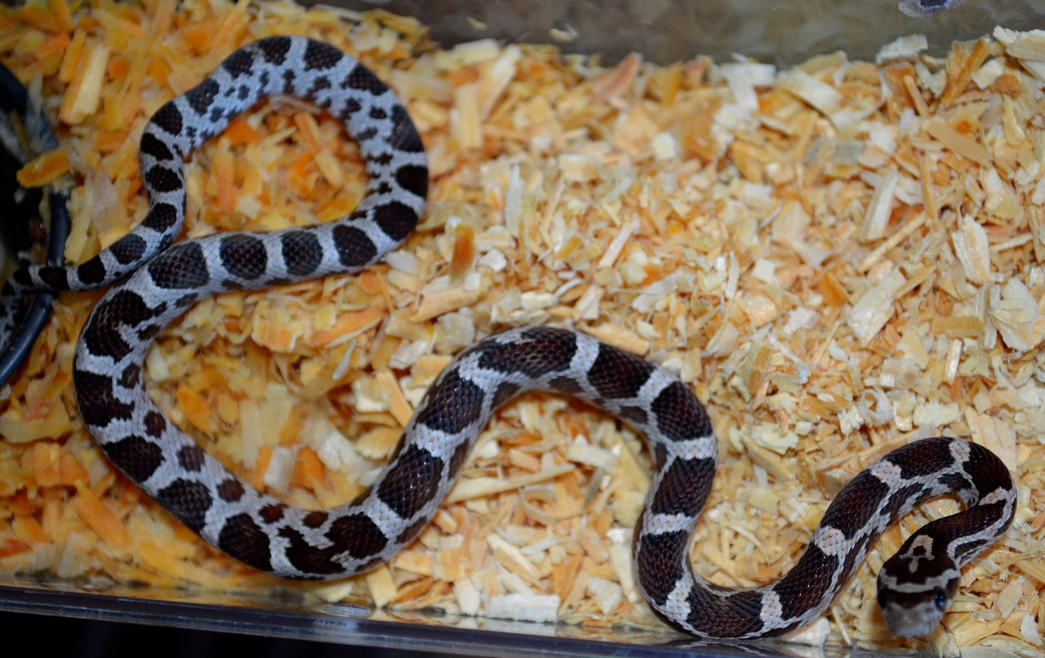 Miami Het Amel Pos Het Hypo Lavender Anery Lava Sunkissed Cinder ...