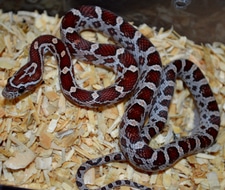 2022 Male Miami Het Amel Pos Het Hypo Lav Anery Scaleless Lava ...