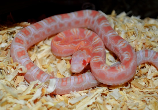 Amel Scaleless Pos Het Hypo Lav Cinder Lava Blood Anery Caramel Corn ...
