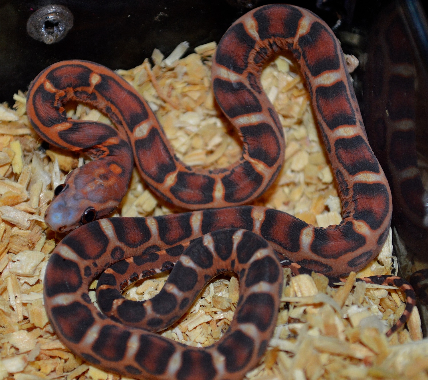 Scaleless Okeetee Pos Het Hypo Lav Anery Amel Caramel Blood Corn Snake ...