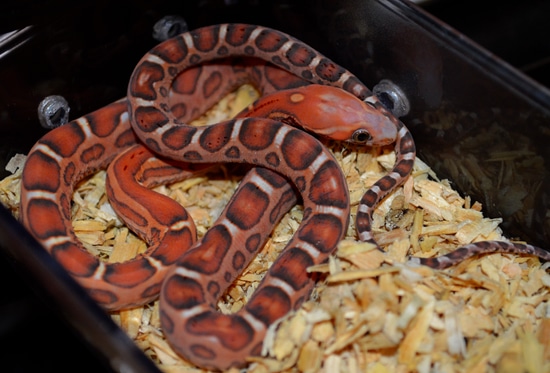 Scaleless Red Factor Corn Snake by Susie Q's Scaleless Corn Snakes