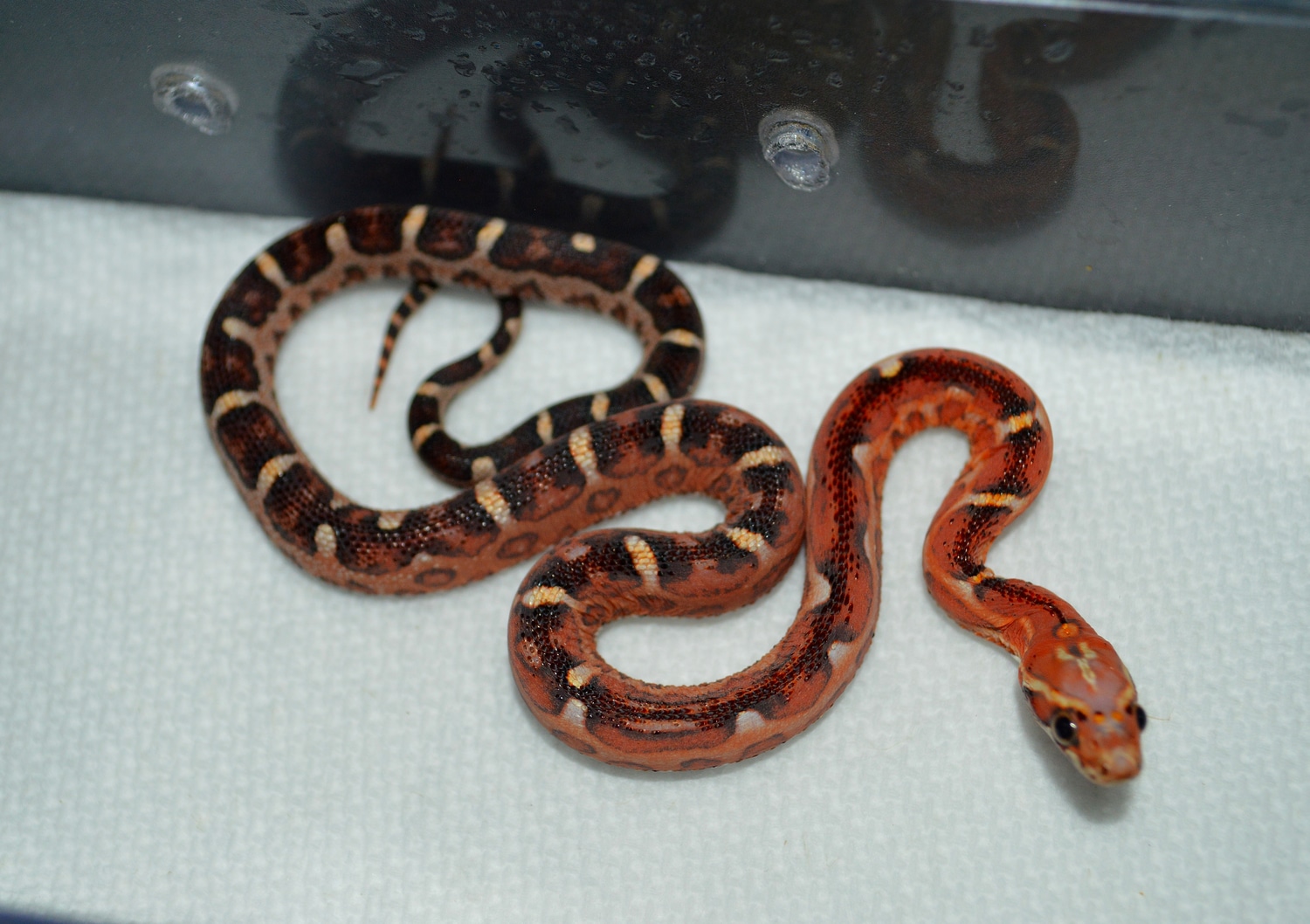 Aberrant Masque Scaleless Pos Het Amel Bloodred Hypo Lavender Anery ...