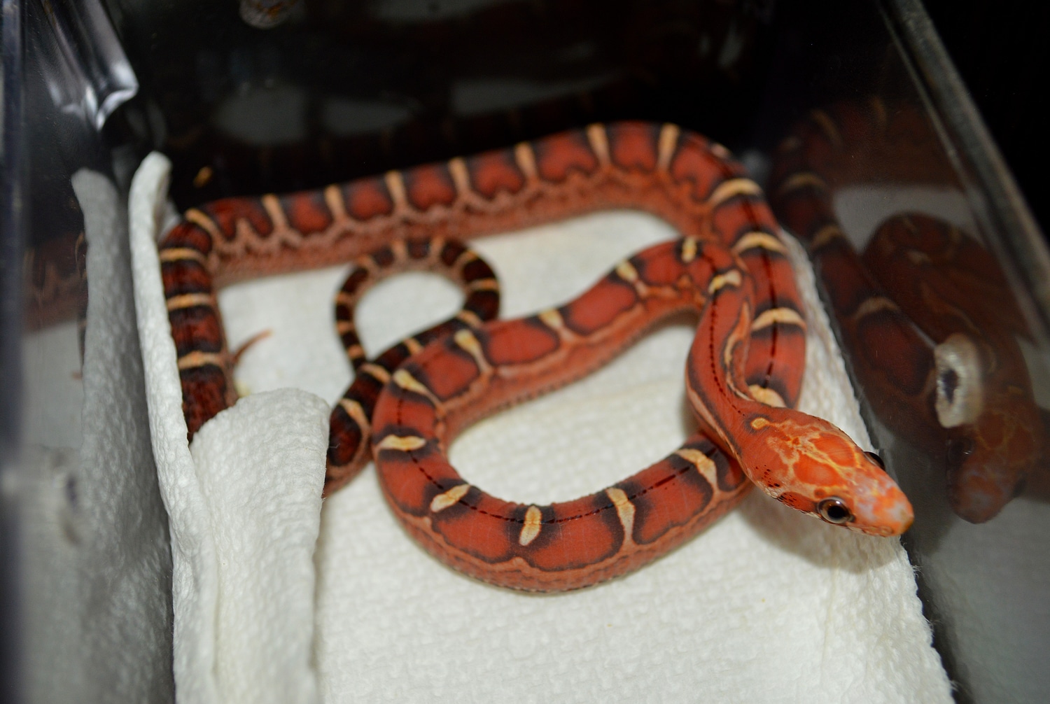 Bloodred Scaleless Pos Het Hypo Pied Lavender Anery Amel Corn Snake by ...
