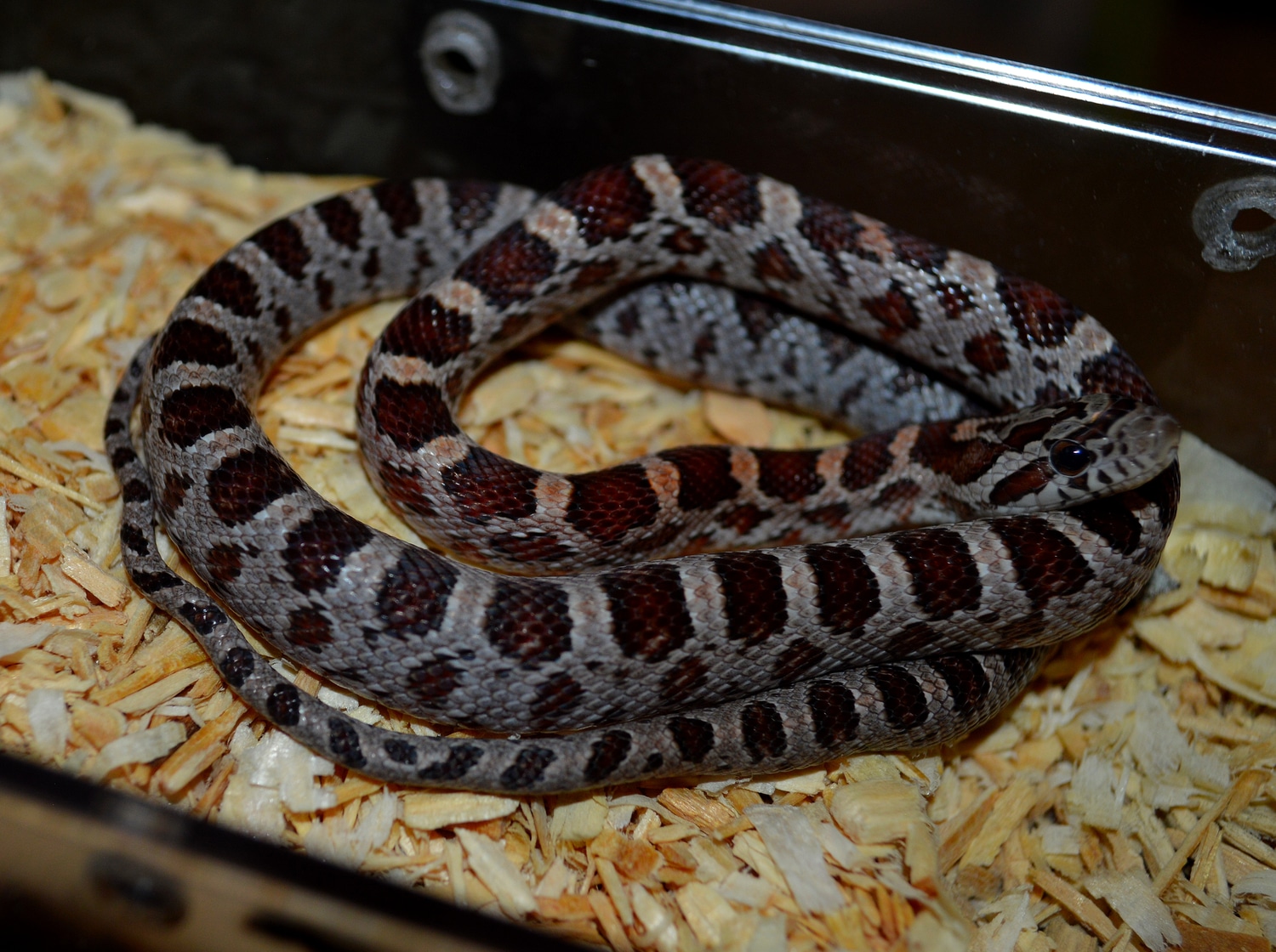 Masque Het Amel Pos Het Scaleless Lava Lavender Bloodred Cinder Hypo ...