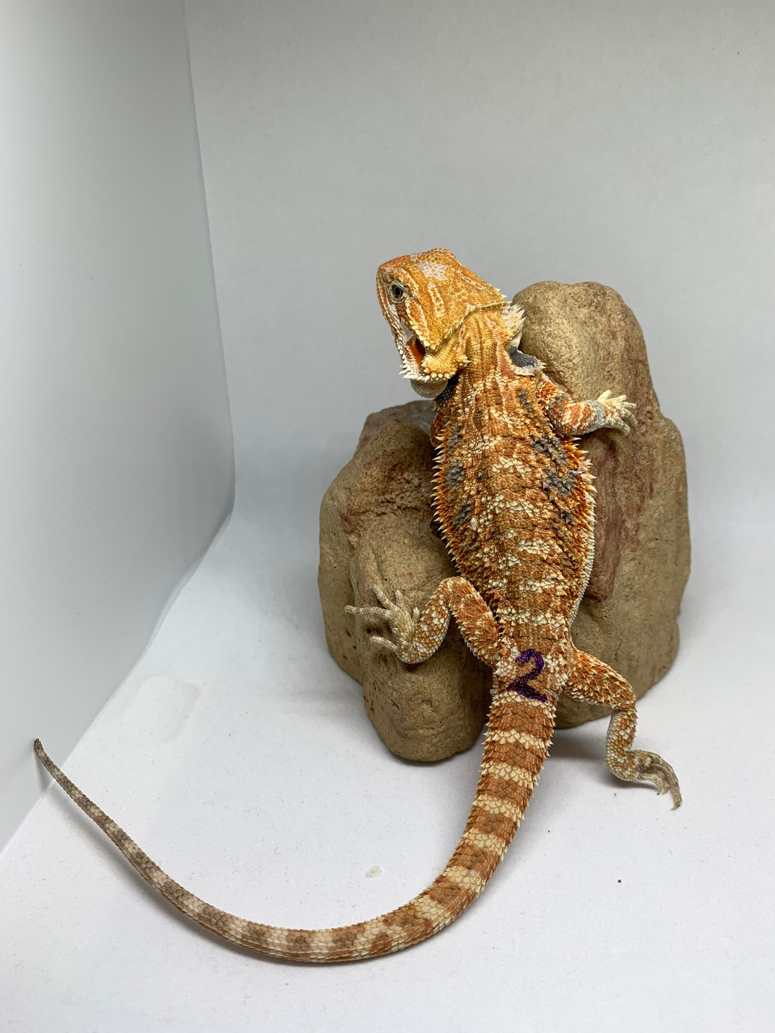Red Hypo Normal Scale Central Bearded Dragon by Squaamates LLC ...
