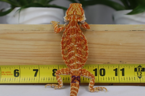 Red-Orange-Yellow Hypo Normal Scale With Blue Bars Central Bearded ...