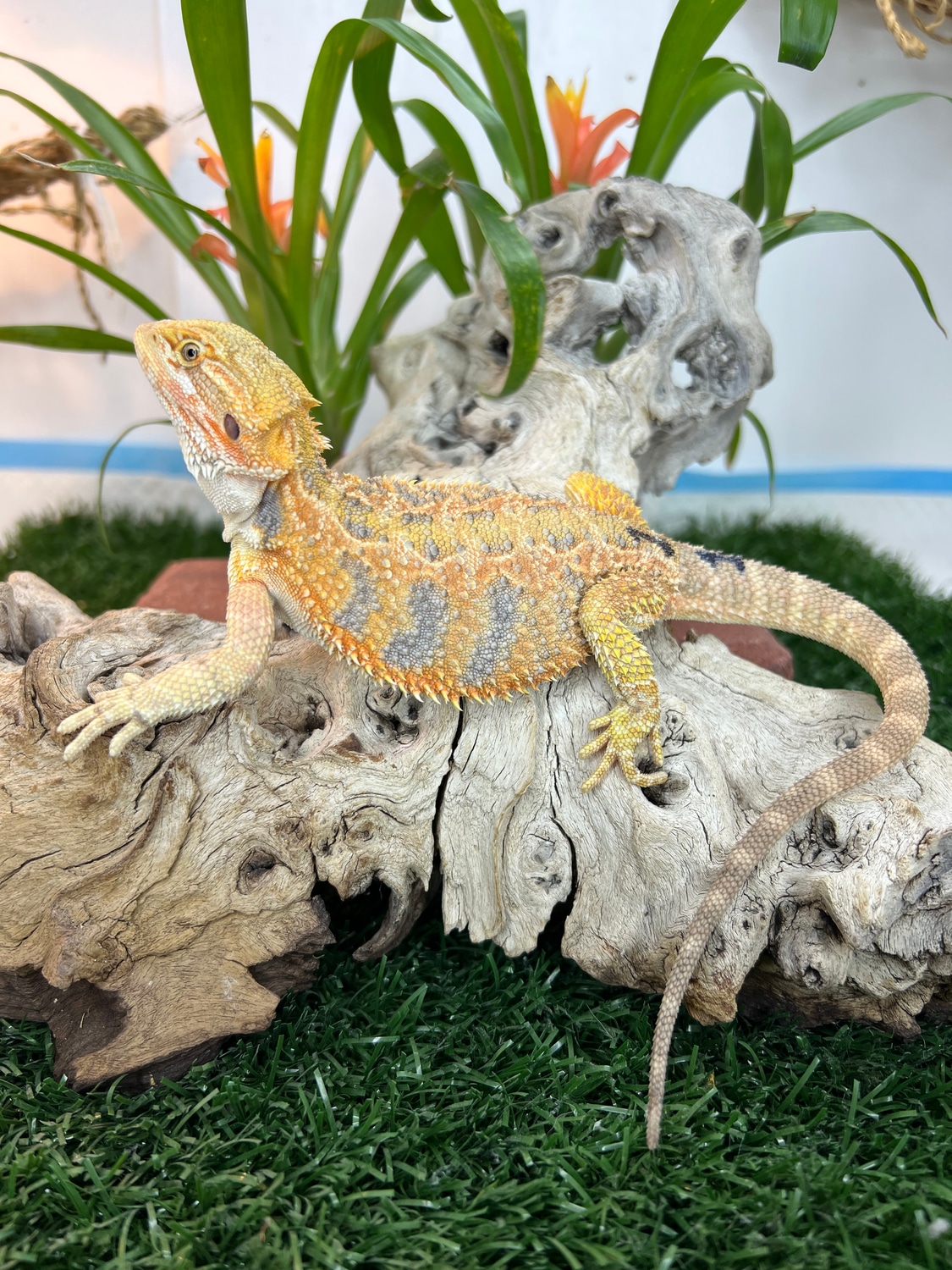 Red-Orange-Yellow Hypo Normal Scale with Blue Bars (BYXT2024-01-01)