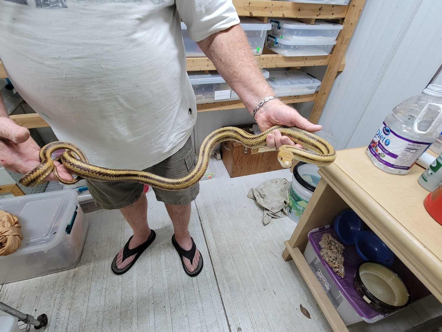 Yellow Rat About 4-5 Ft In Length, Long Term Captive Eastern Rat Snake ...