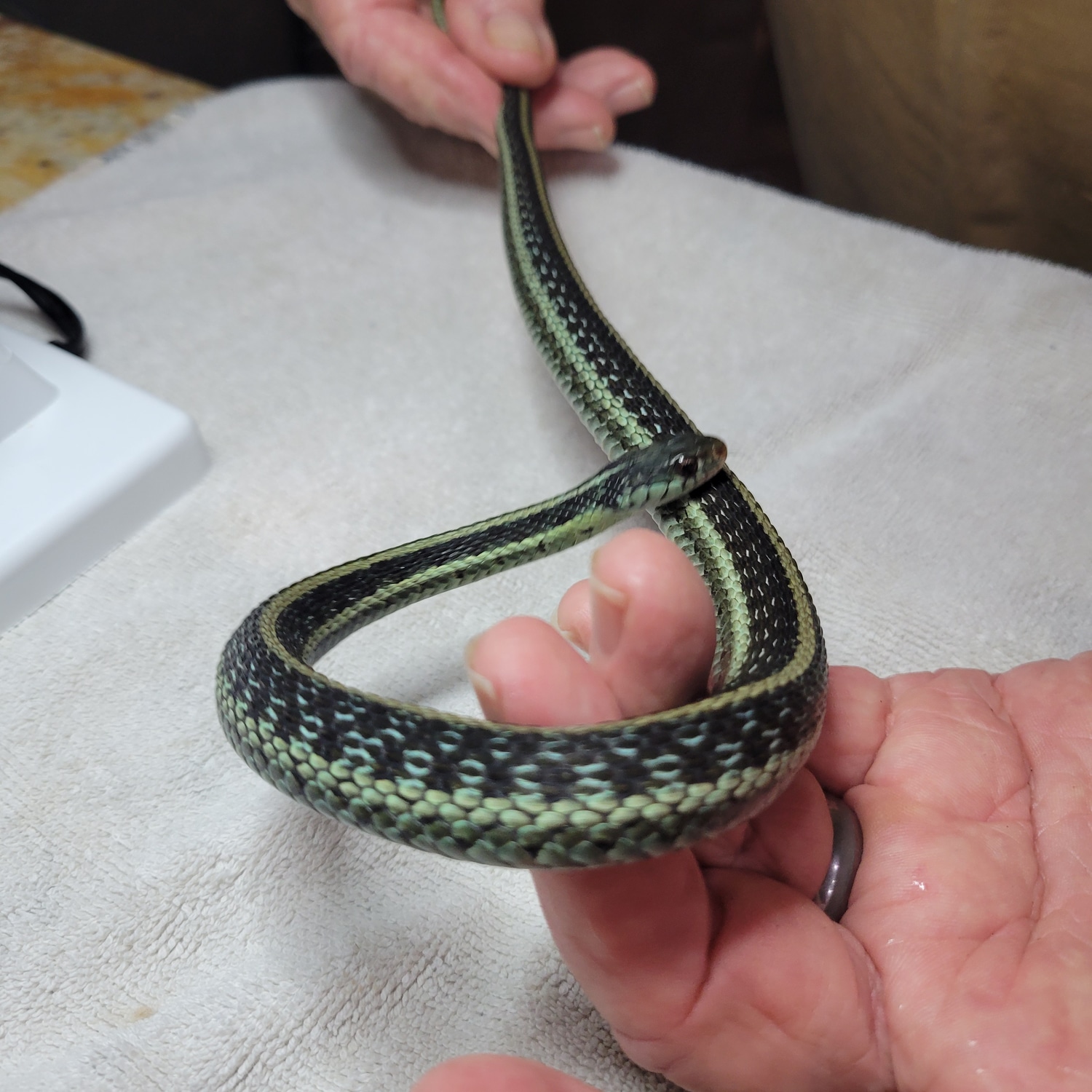 Crossbreed Of Florida Similis And New Jersey Garter Garter Snake by ...