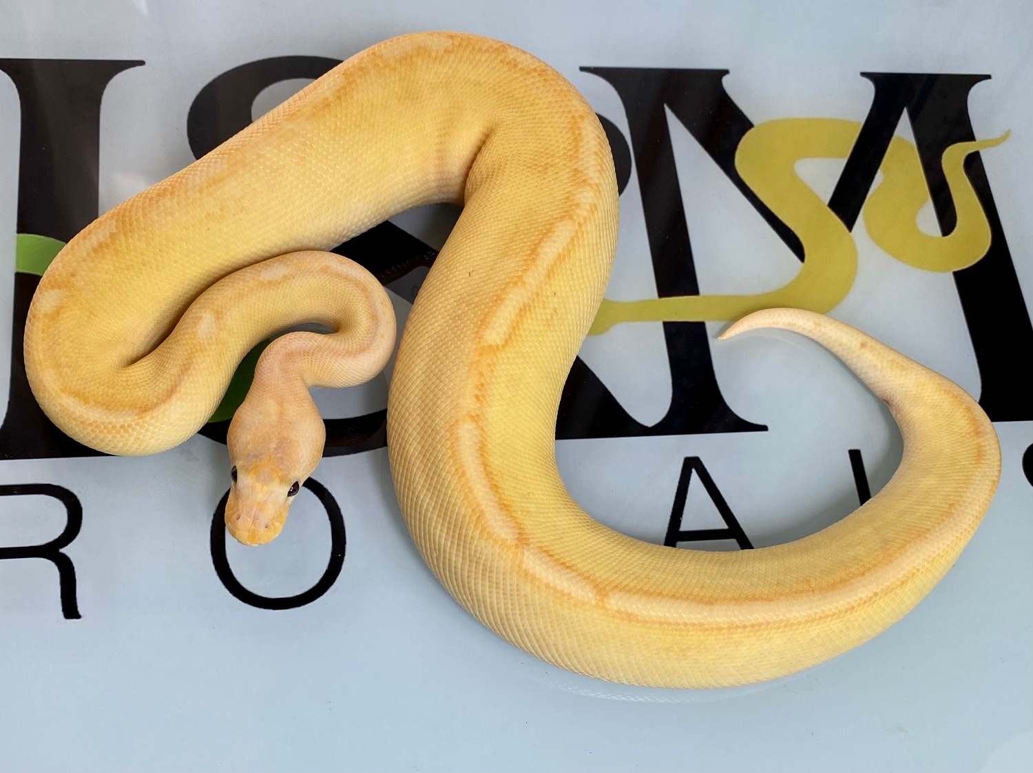 Banana Champagne 66% Ph Pied Ball Python by I and M Royals - MorphMarket