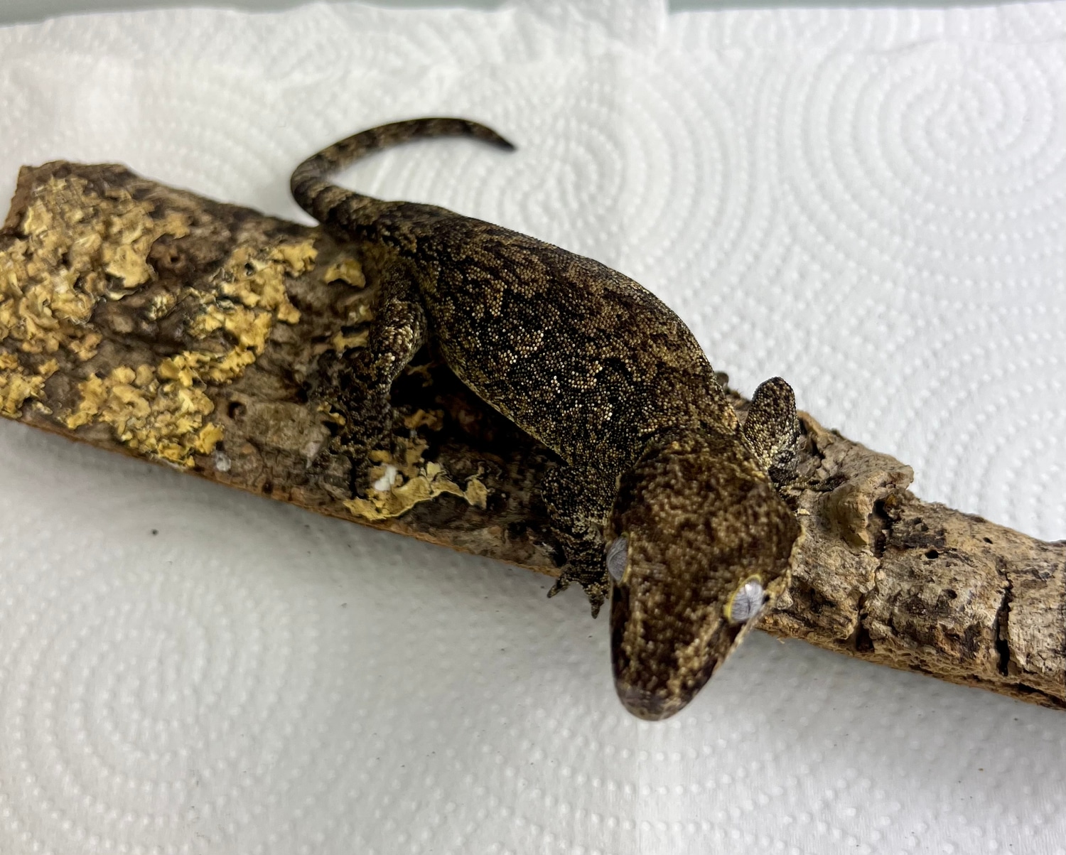 Reticulated Gargoyle Gecko by I and M Royals - MorphMarket