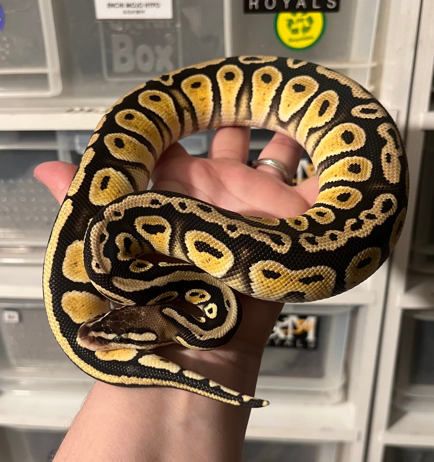 Pastel Cypress Ball Python by I and M Royals - MorphMarket